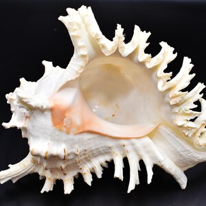 Giant Murex Ramosus Shell (9" X 6" X 5.5") Collectors Seashell One of a ...