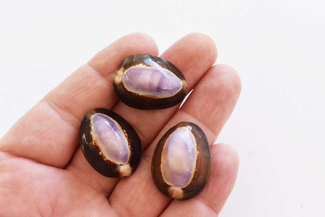 Set of 12 Purple Top Snake Head Cowries Shells Seashells Beach Crafts ...