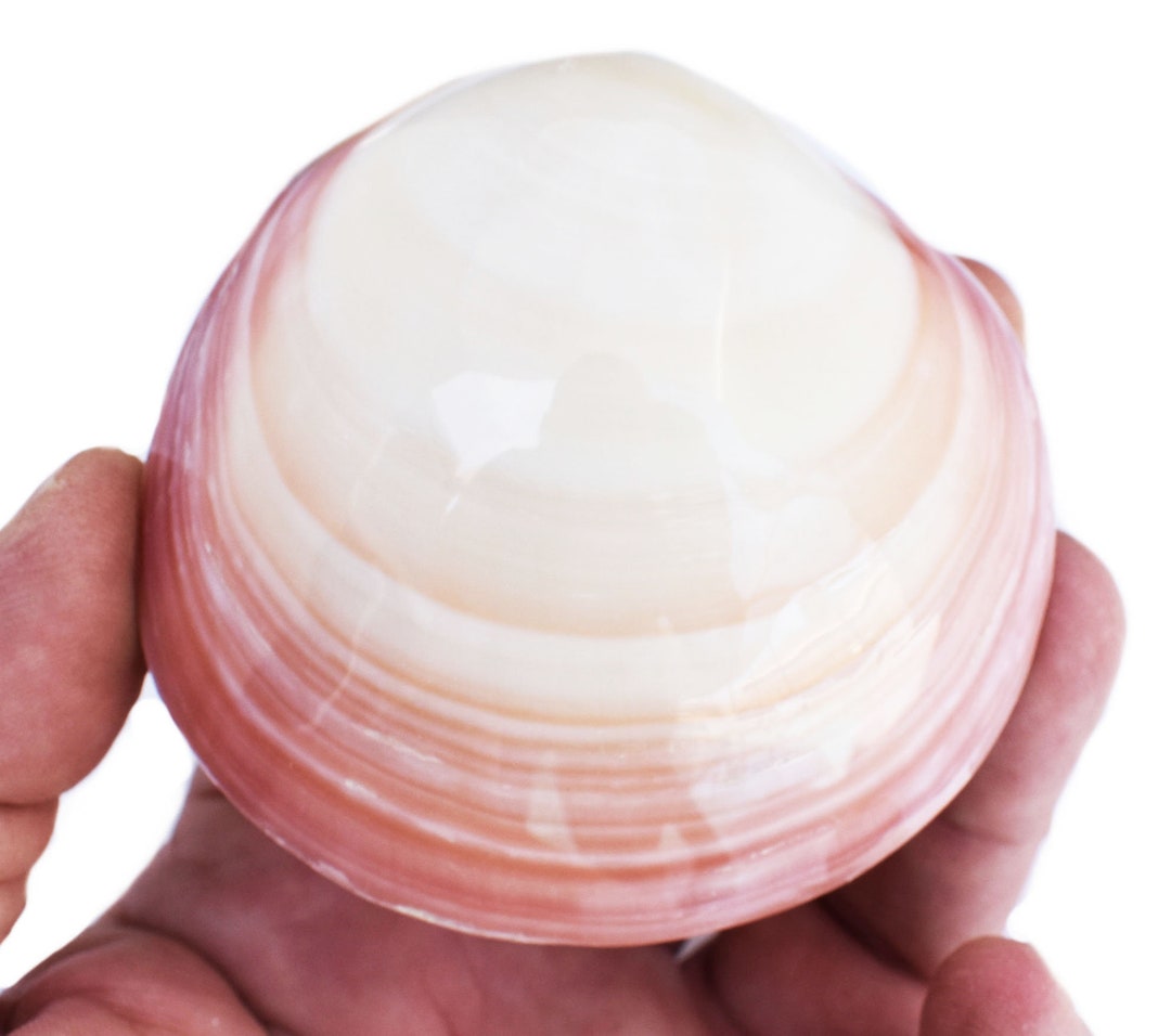 6 Polished Tiger Clam Pair Shells Seashell 3-4" (80-100mm) Coastal ...