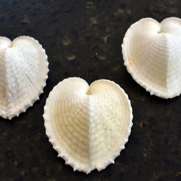 Seashell Heart - Etsy