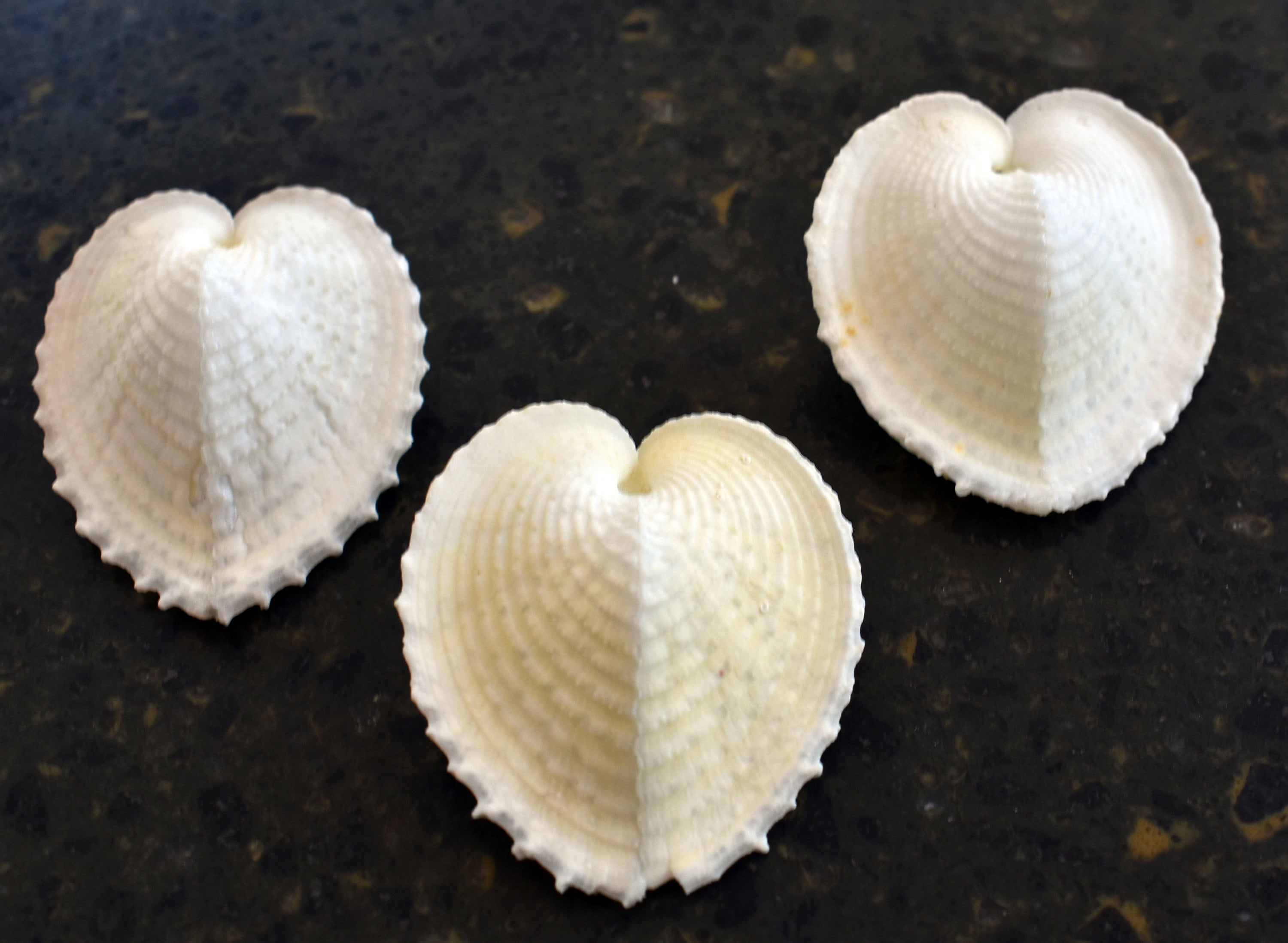 Set of 6 Beautiful Small White True Heart Cockle Shells - Etsy