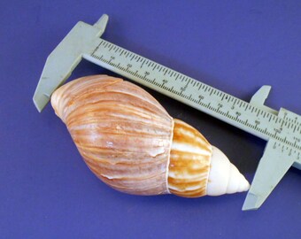 Large Land Snail - Etsy