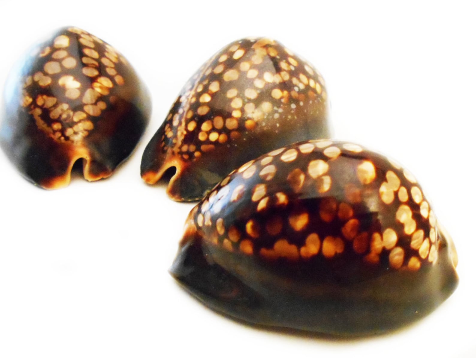 Beautiful Large Humpback Cowrie Shell cypraea Mauritiana | Etsy