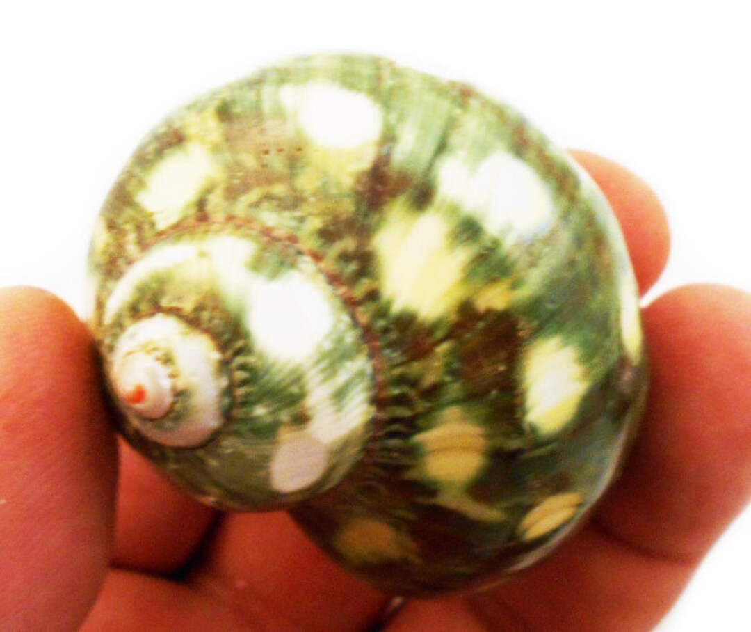 Rare Large Spotted Turbo Shells 2-2.5 Medium Hermit - Etsy