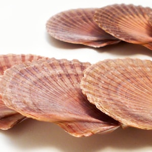 100 Mexican Flat Scallop Shells Seashells Large 3" Crafts Coastal Beach ...