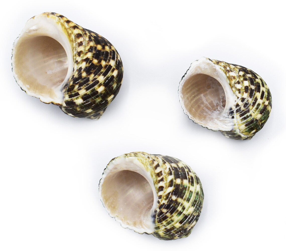 Hermit Crab Shell Set - 3 Large Turbo Changing Shells Size 2-2 1/2 ...