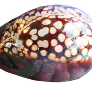 Set of 2 Beautiful Large Humpback Cowrie Shells cypraea Mauritiana 2.5 ...