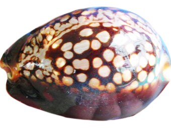 Cypraea Staphylaea Limacina Cowry Shell 25/29mm. 1 - Etsy