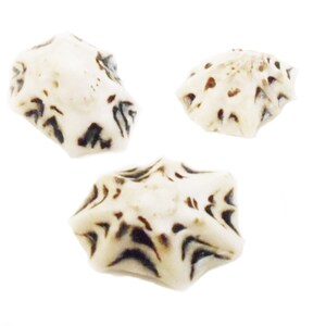 100 Beautiful Star Limpet Shells - Perfect for Beach Crafts, Beach ...
