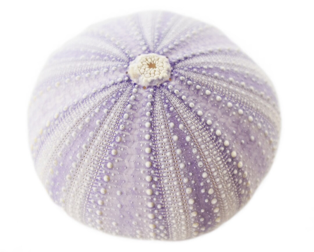 Hand Picked Purple Sea Urchin Shell (2 1/2 - 3") Coastal Arts & Crafts ...