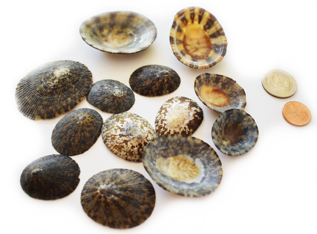 Set of 24 Natural Brown Limpets (1 1/2" - 2 1/4") Coastal Arts & Crafts ...