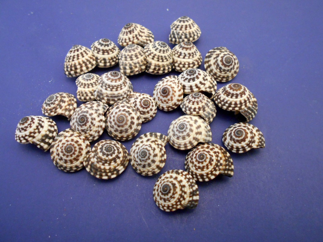 24 Tiny Heliacus Mini Shells 1/4 1/2 X-small Seashell Crafts Coastal ...