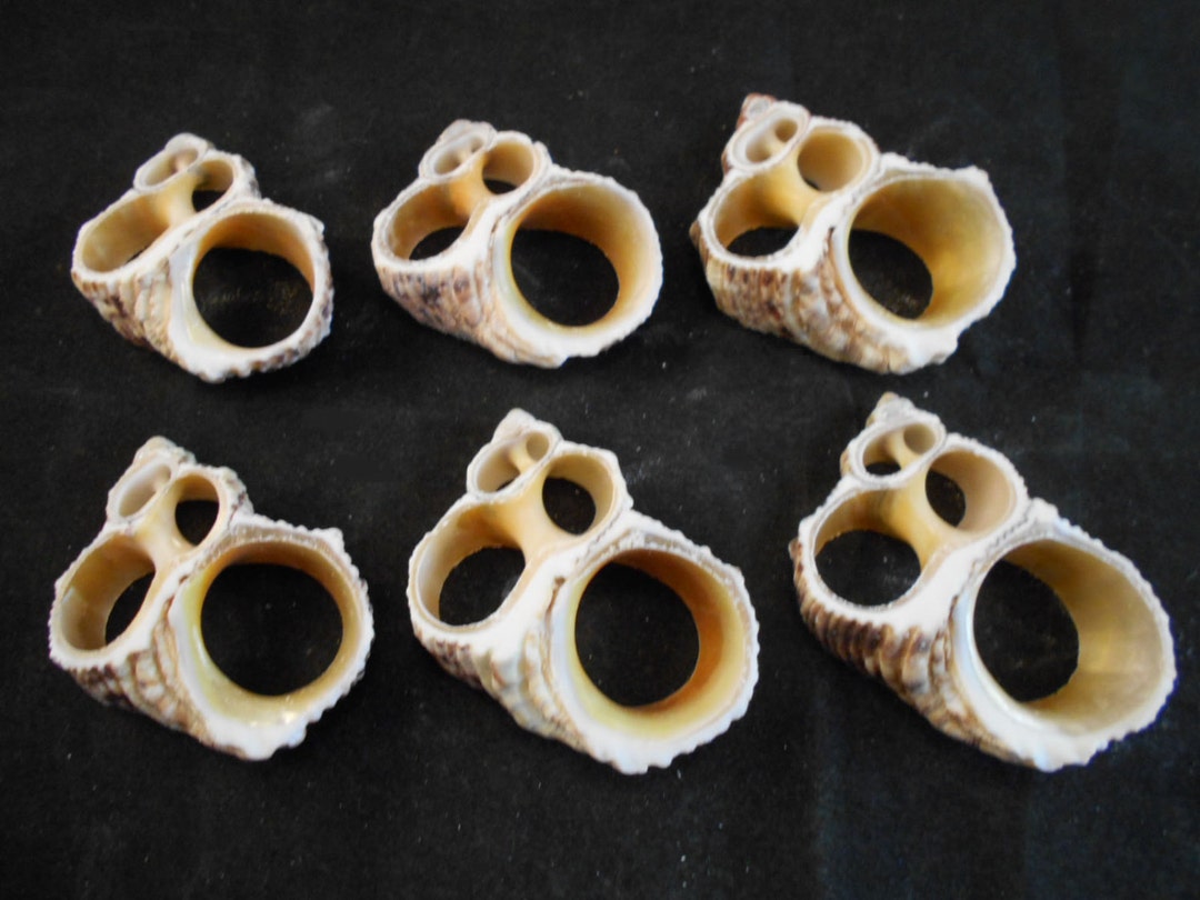12 Center Cut Gold Mouth Turbo Shell Slices (about 2") Seashell Beach ...