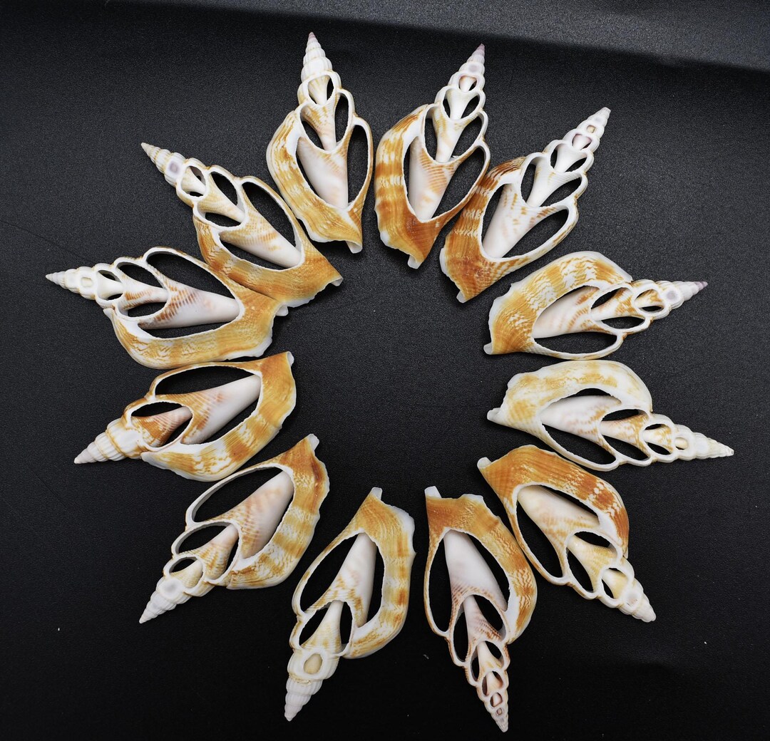 12 Center Cut Strombus Shells About 2" Beach Nautical Seashells Ocean ...
