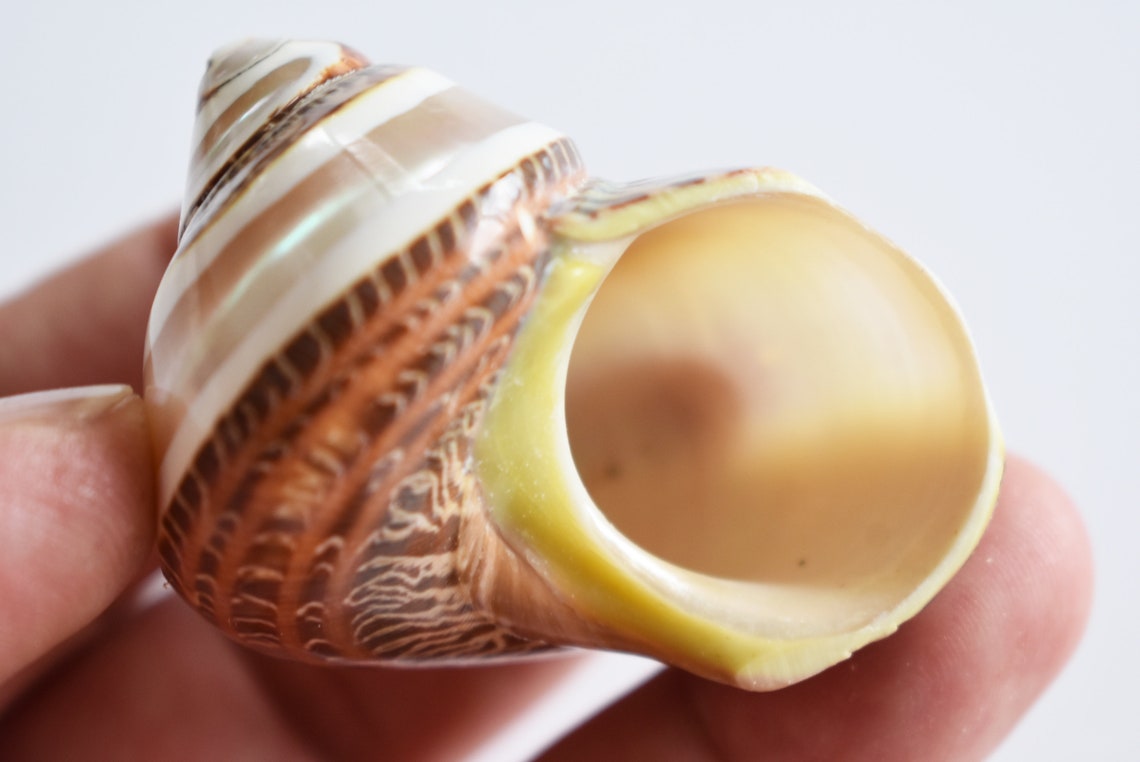 10 Hermit Crab Changing Shell Set Deluxe Turbo Shells Medium - Etsy