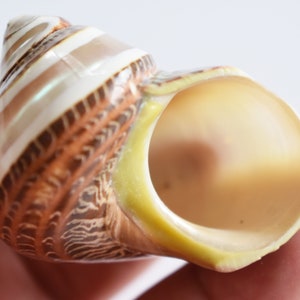 10 Hermit Crab Changing Shell Set Deluxe Turbo Shells Medium Size (1 1/ ...