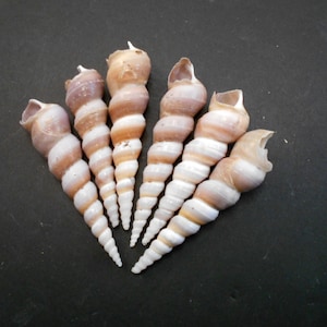 100 Purple Turretella Shells (2-3") Beach Crafts Coastal Decorating - Etsy