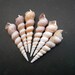 Set of 24 Purple Turretella Shells (2-3") Beach Crafts Coastal ...