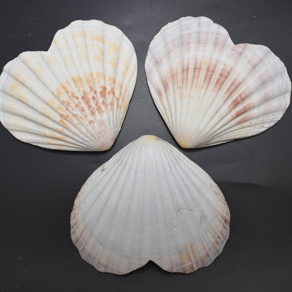 Shell Shaped - Etsy
