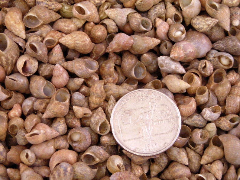 8 Oz Philippine Brown Melissa Shells Mini Seashells 1/4 - Etsy