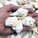 4 Lbs of Large White Seashells gallon / 100 Pcs Vase - Etsy