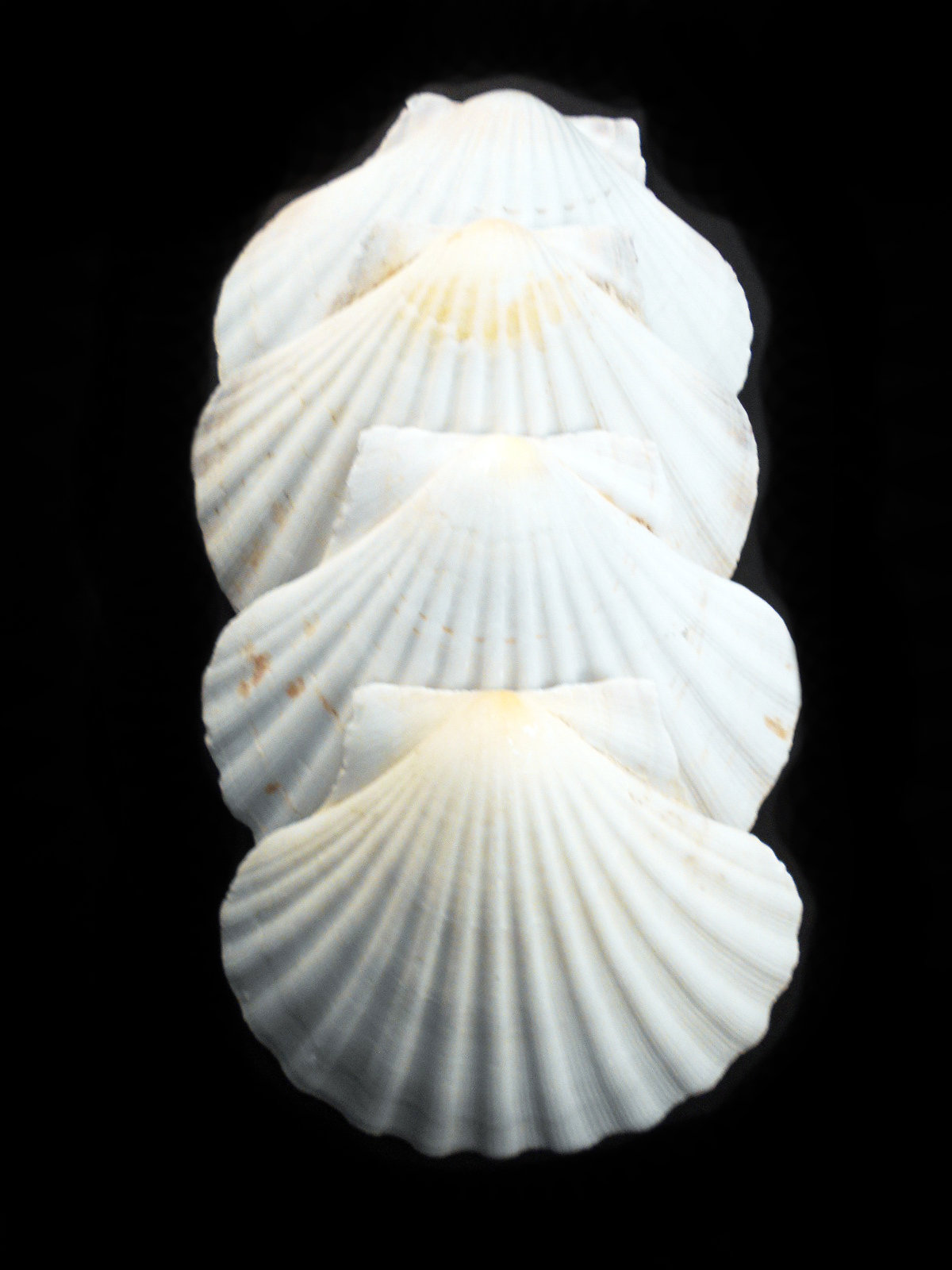 6 Large Real Irish Baking Scallop Shells (4 - 4 3/8") Restaurant ...