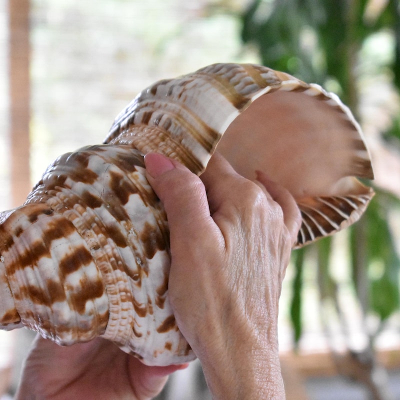 Trumpet Shell Triton - Etsy