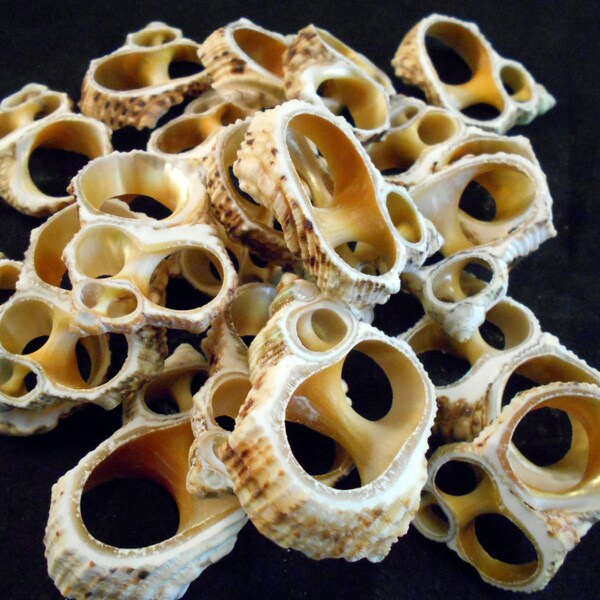 Cut Seashells - Etsy