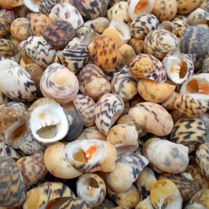 100 small Bleeding Tooth Shells Seashells 1/2 | Etsy