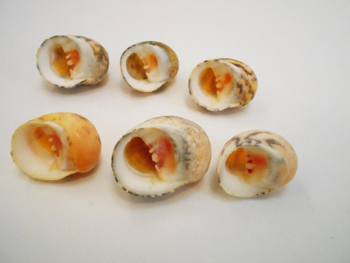 50 Small Bleeding Tooth Shells Seashells 1/2 1 | Etsy