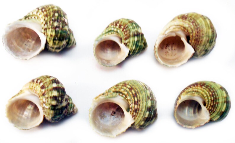Set of 100 Small Natural Green Turbo Shells (size 3/4"-1.25"/ Open. 1/2 ...