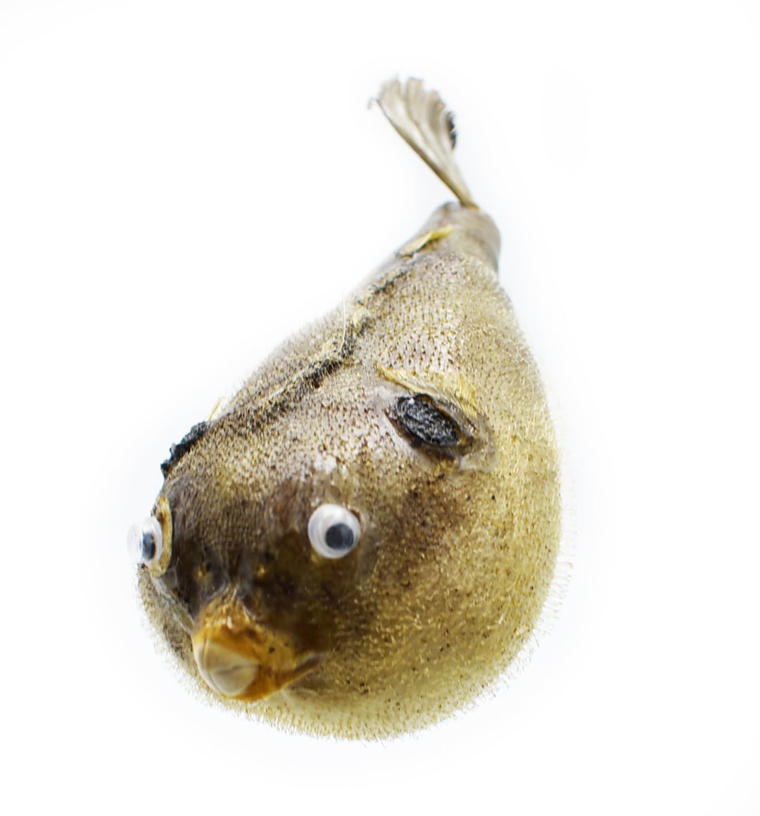 Beautiful Small Real Dried Blowfish 4" Taxidermy Nautical Unique - Etsy