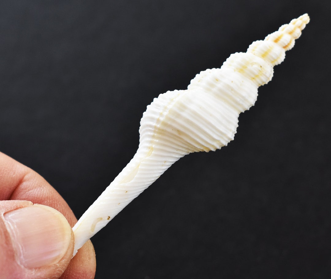 Set of 3 White Spindle Shells 3-4" Coastal Arts & Crafts, Beach ...