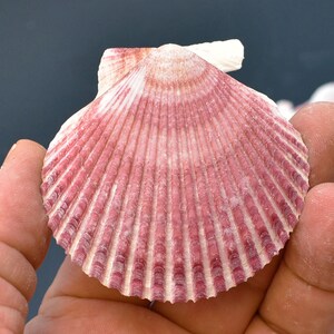 Set of 100 Purple Pecten Purpuratus Shells (2-3") Coastal Arts and ...