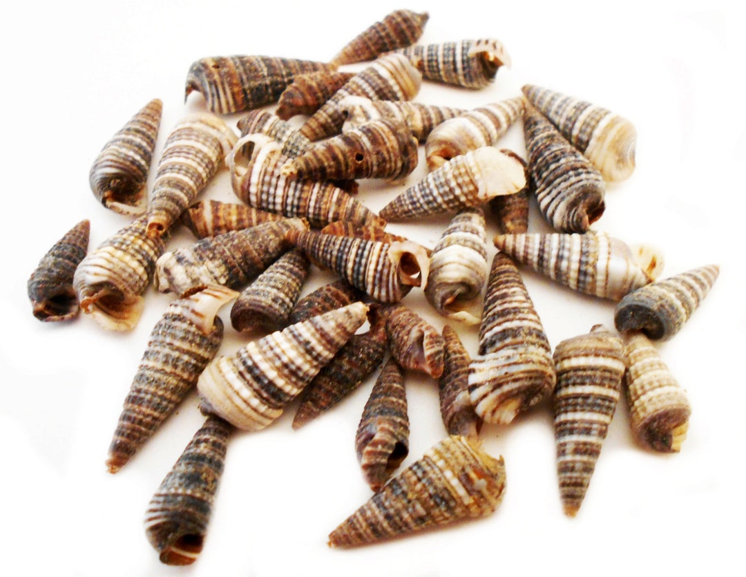 Set of 100 Tiny Cerithium Sulcata Shells (1/2-3/4") Beach Crafts Vase ...