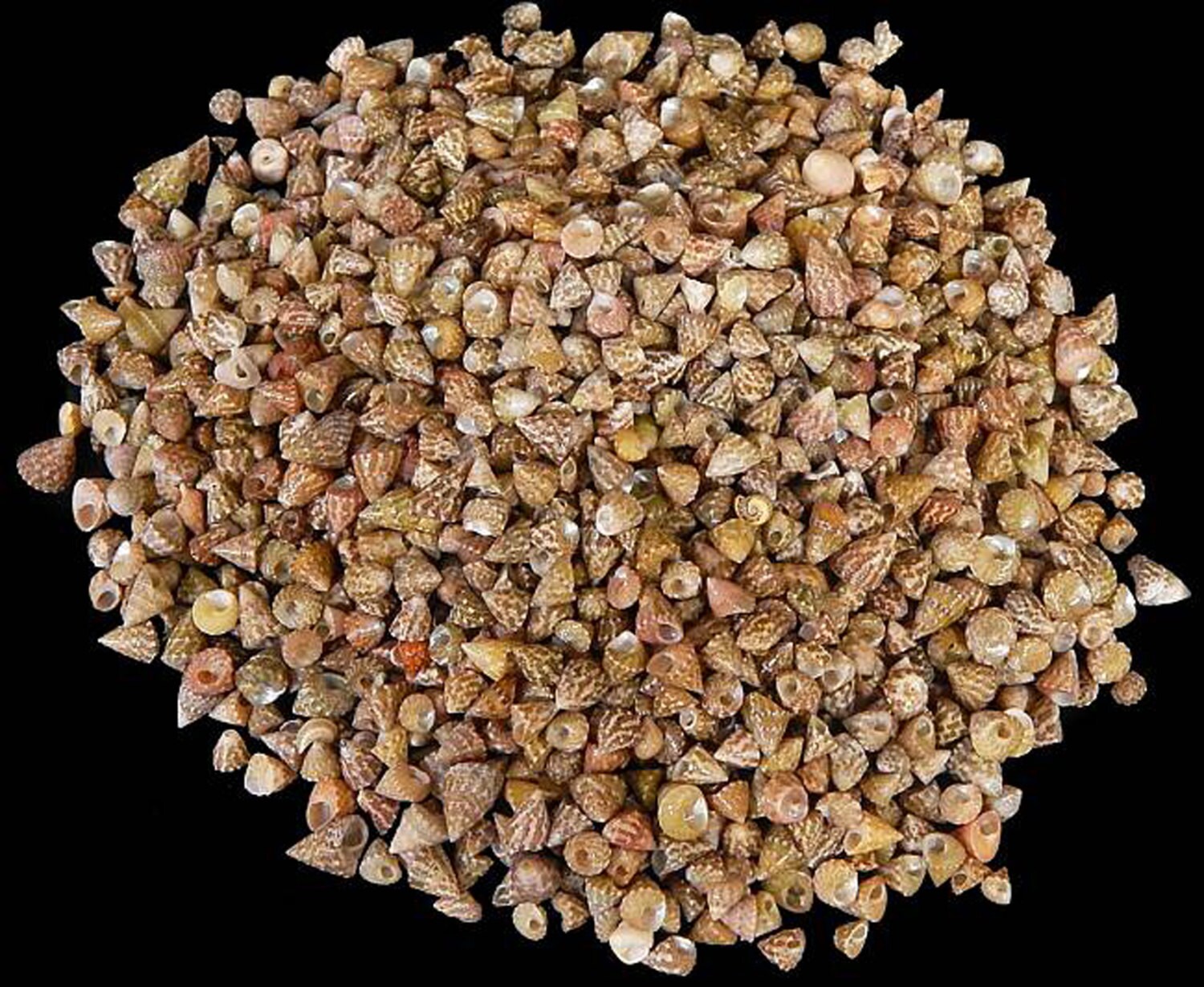 1/4 Lb 1 Cup About 800 Shells Natural Top Shells Mini - Etsy