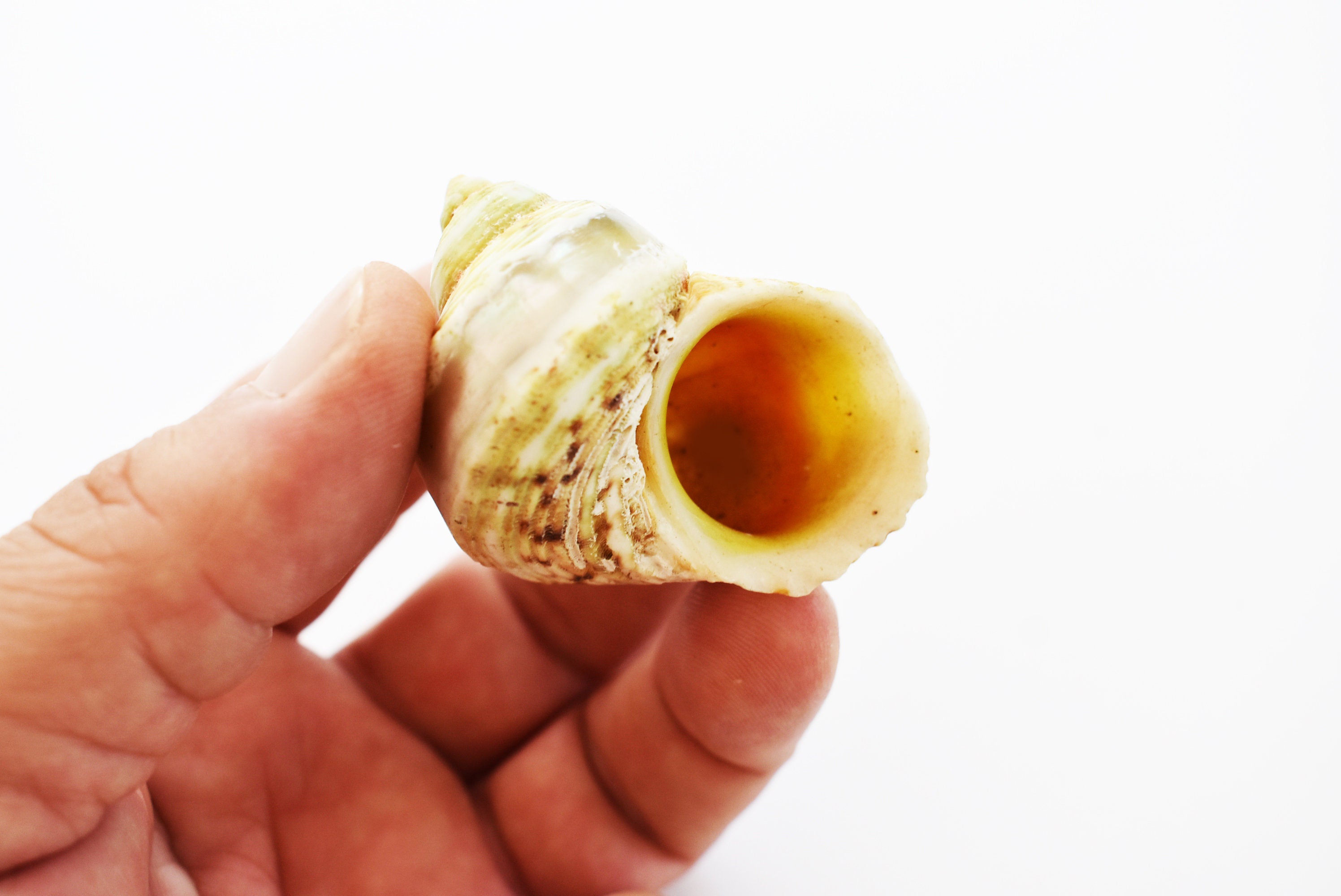 15 Hermit Crab Shells Assorted Natural Seashells SMALL to | Etsy