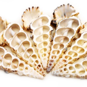 Set of 24 Large Center Cut Knobby Natural Cerithium Shells (3-4") for ...