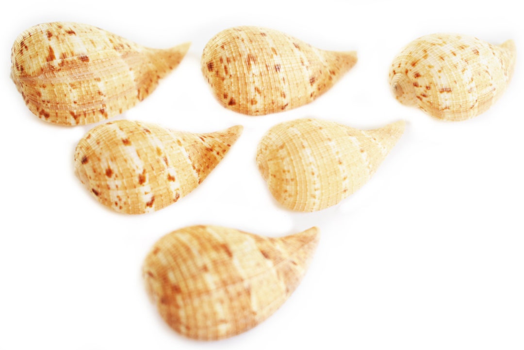 Set of 12 Graceful Fig Shells (about 2") Beach Crafts, Coastal Decor ...