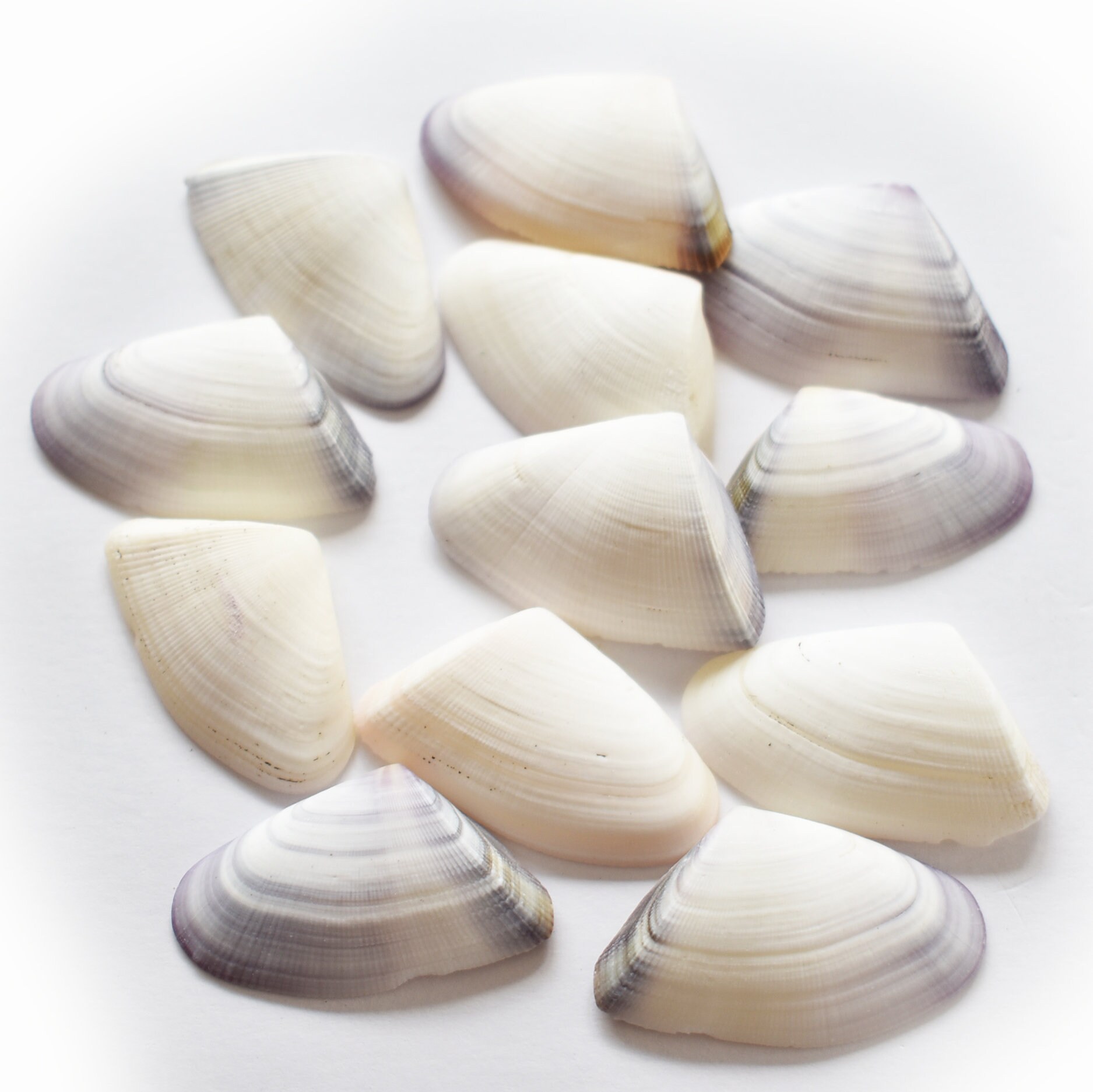 1 Lb 200 Natural Purple / White Donax Shells 1-1.5 | Etsy