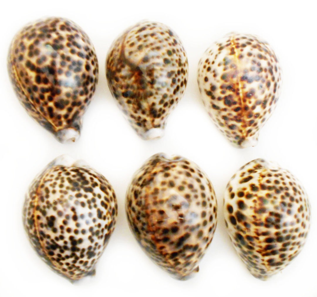 Set of 6 Large Tiger Cowrie Shells (3"+) Seashell Cypraea Tigris Beach ...