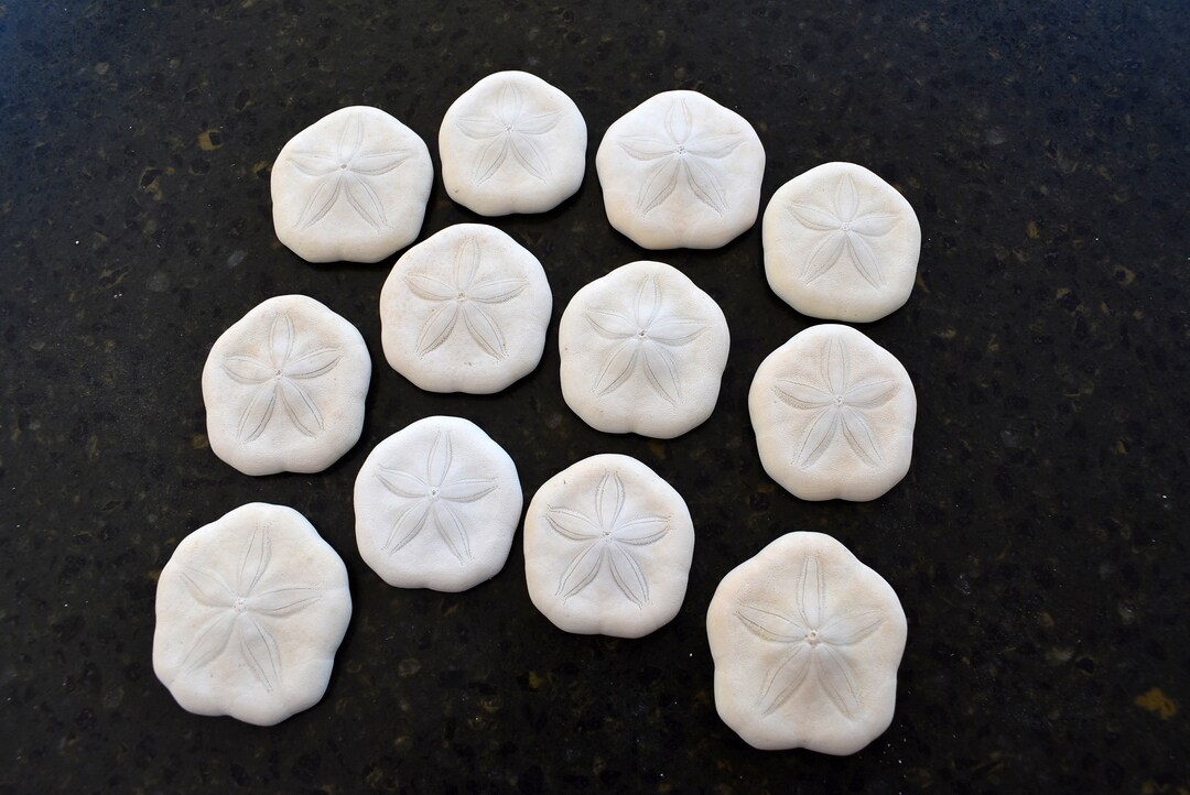 Set of 12 Small Sea Biscuits (sea Cookies) 1" - 1 1/2" (25-38mm) Beach ...