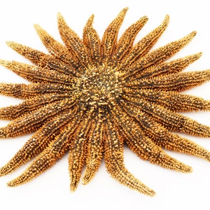 One Beautiful Real Large Multileg "sunflower" Starfish 6" Size Craft ...