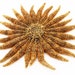 One Beautiful Real Large Multileg "sunflower" Starfish 6" Size Craft ...