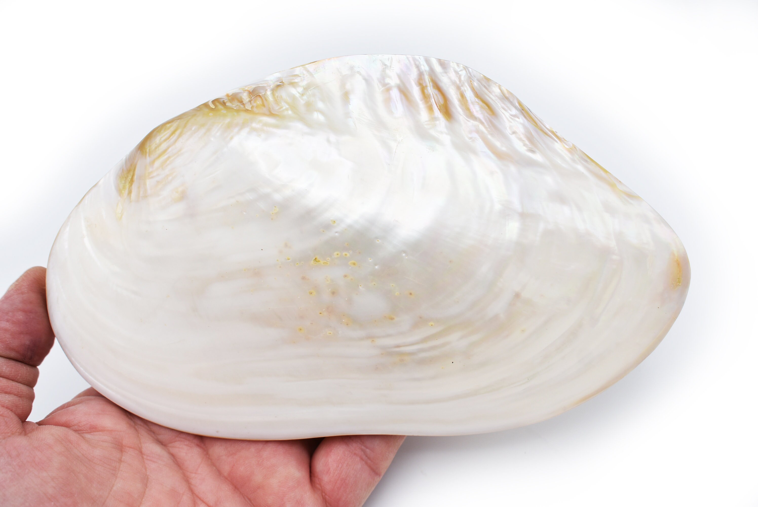 One Large Polished Cebu Clam (pair/whole Shell) 6-7" Coastal Decorating ...