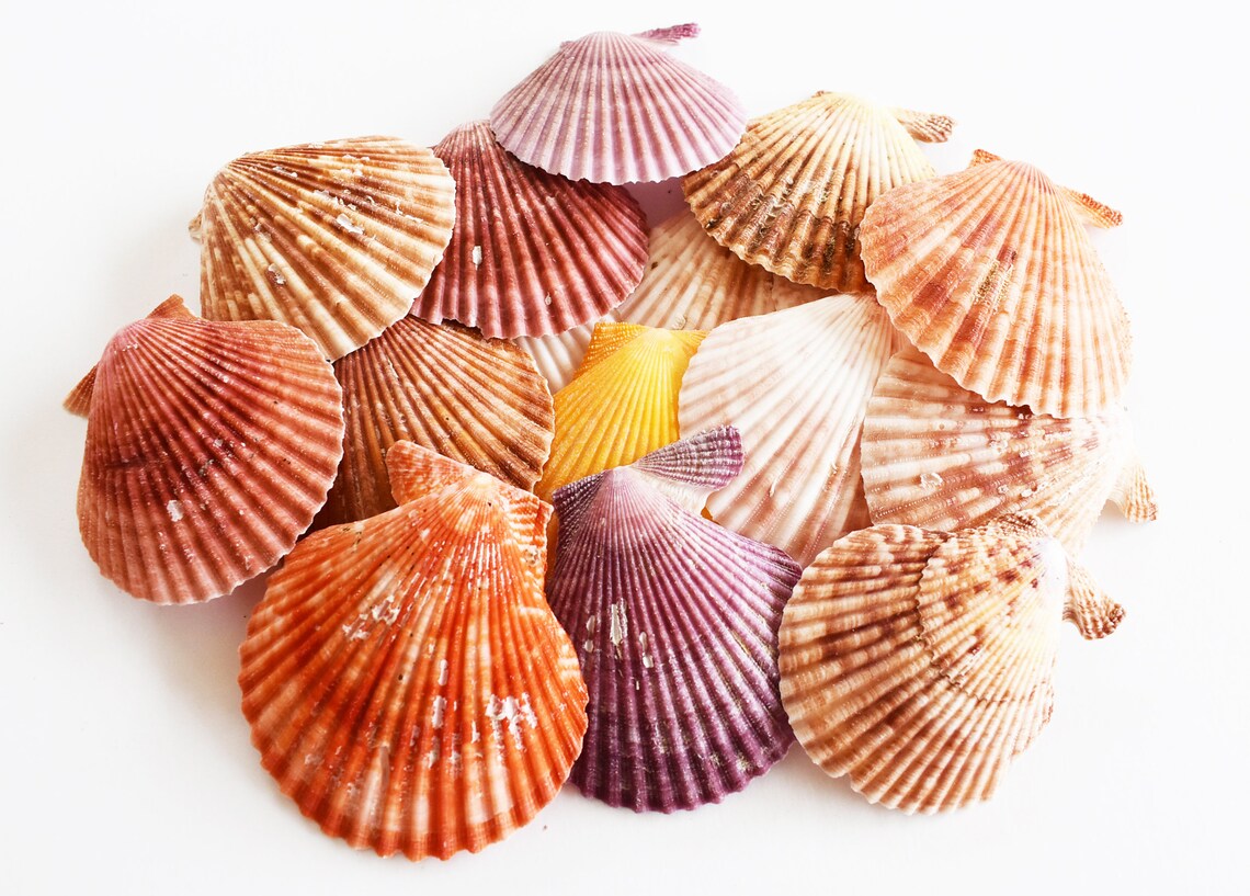 Set of 100 Noble Pecten Shells (singles) Coastal Arts and Crafts ...