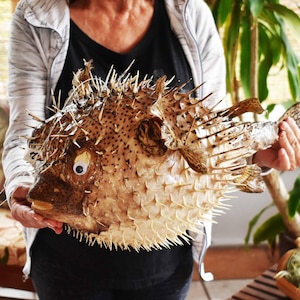 Beautiful Giant Dried Blowfish (porcupine Fish) 20" + Taxidermy ...
