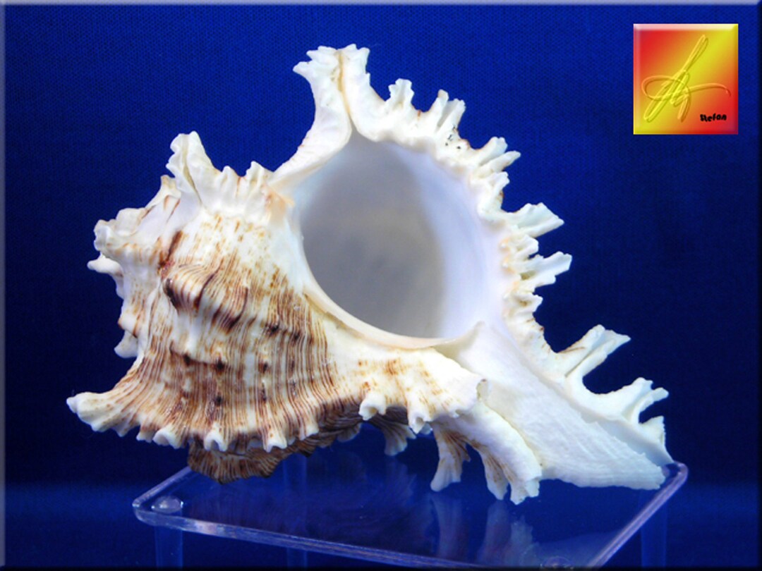 One (1) Murex Ramosus Shell (4-5") Rams Murex Coastal Nautical Aquarium ...