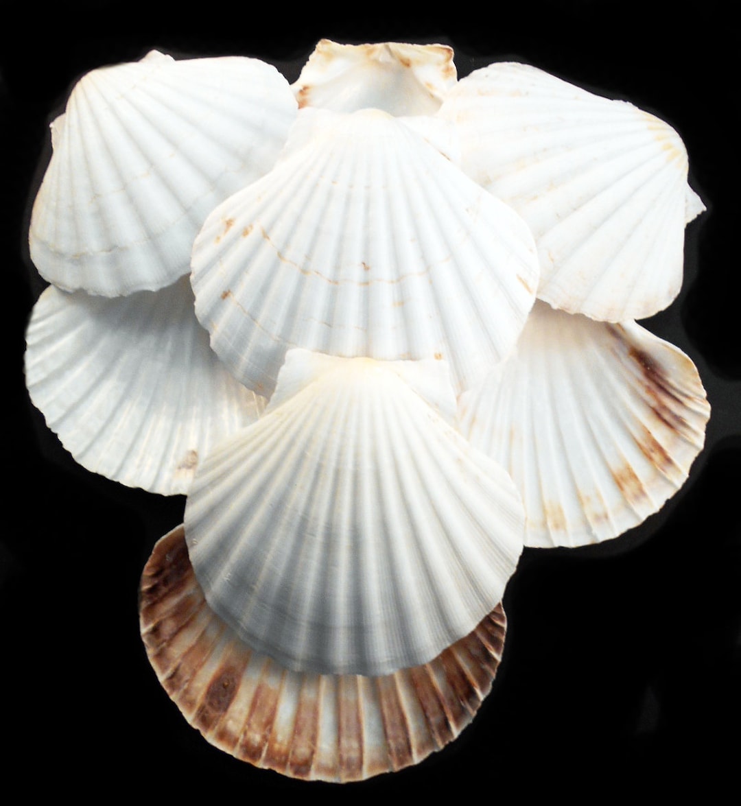 12 Extra Large Real Irish Baking Scallop Shells (4 1/2"- 4 7/8 ...