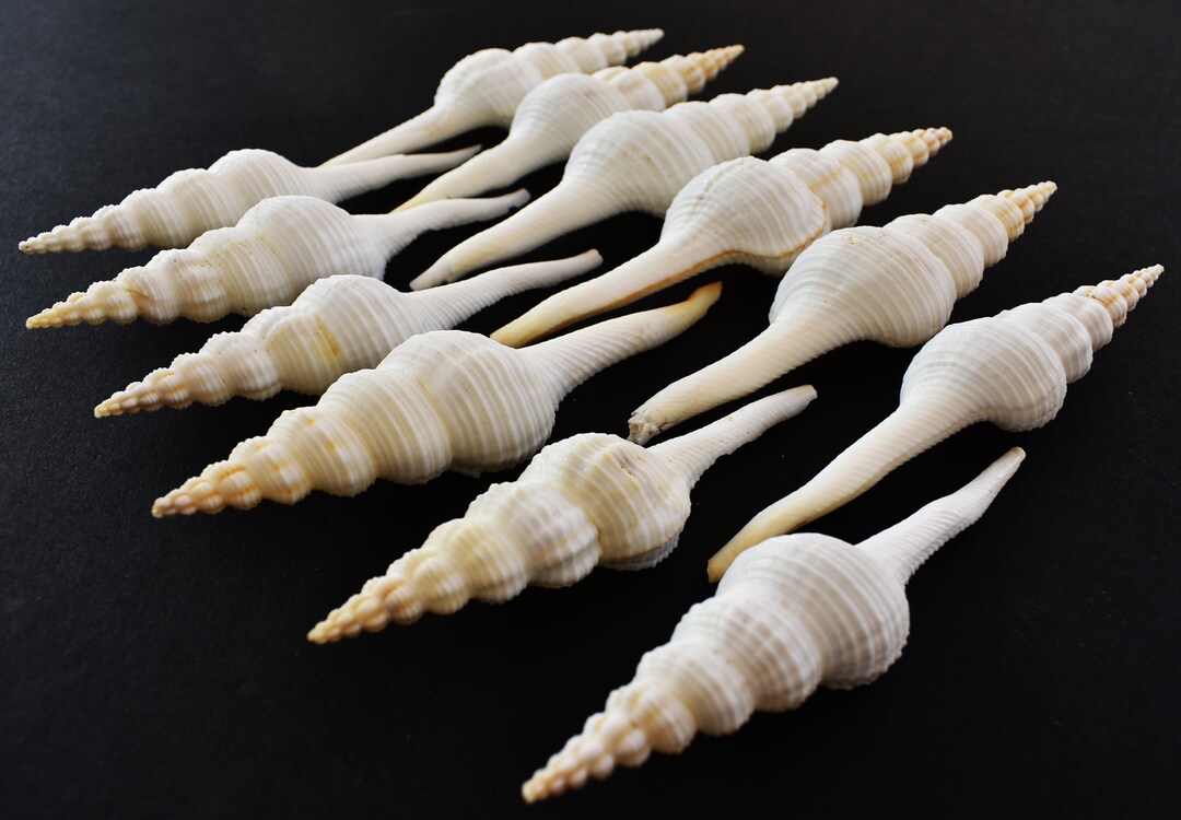 Set of 12 White Spindle Shells 4-5" Coastal Arts & Crafts, Beach ...